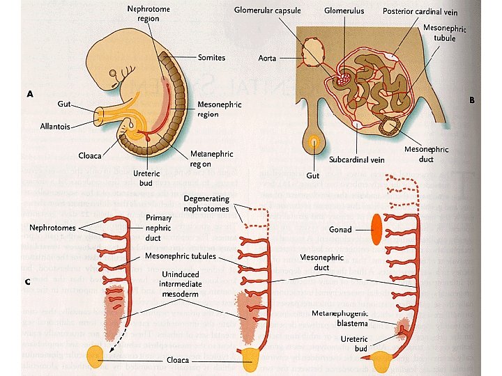 Urinary system Systema urinarium Kidneys Renes Overview of