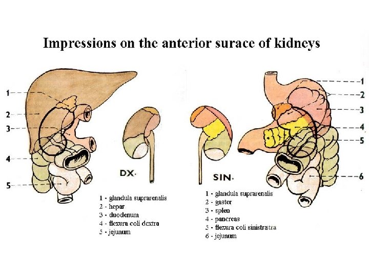 Urinary system Systema urinarium Kidneys Renes Overview of