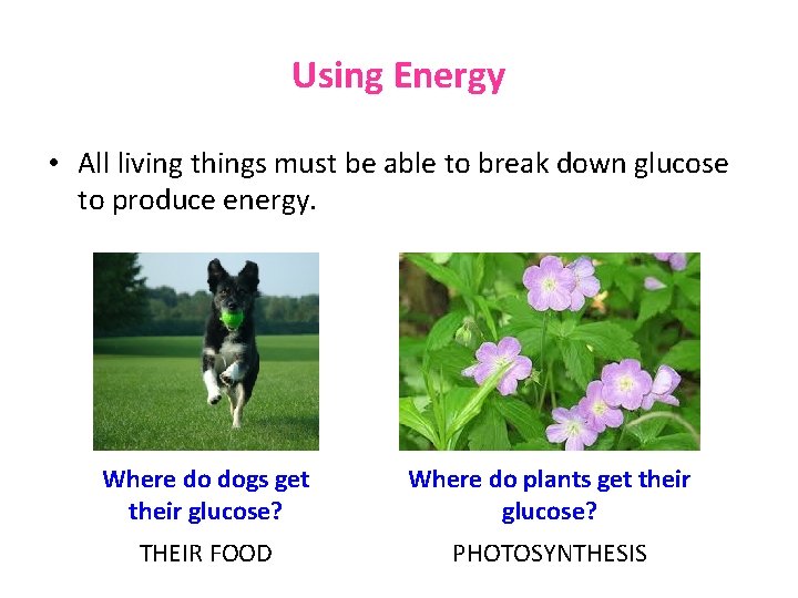 Using Energy All living things must be able