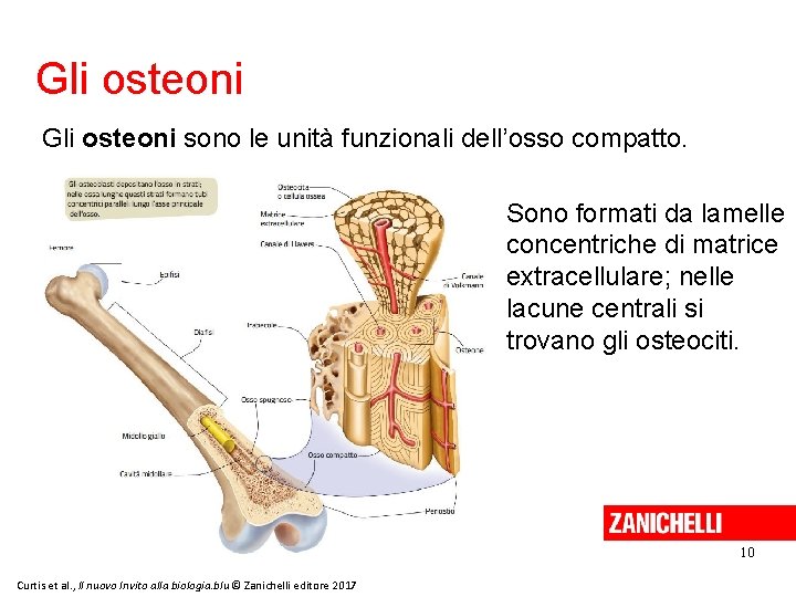 H Curtis N S Barnes A Schnek A