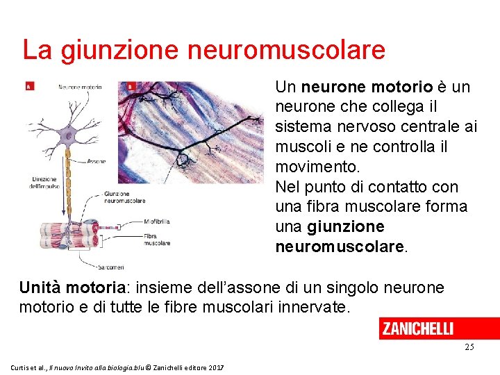 H Curtis N S Barnes A Schnek A