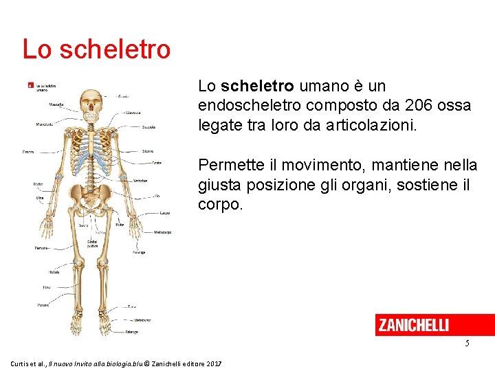 H Curtis N S Barnes A Schnek A