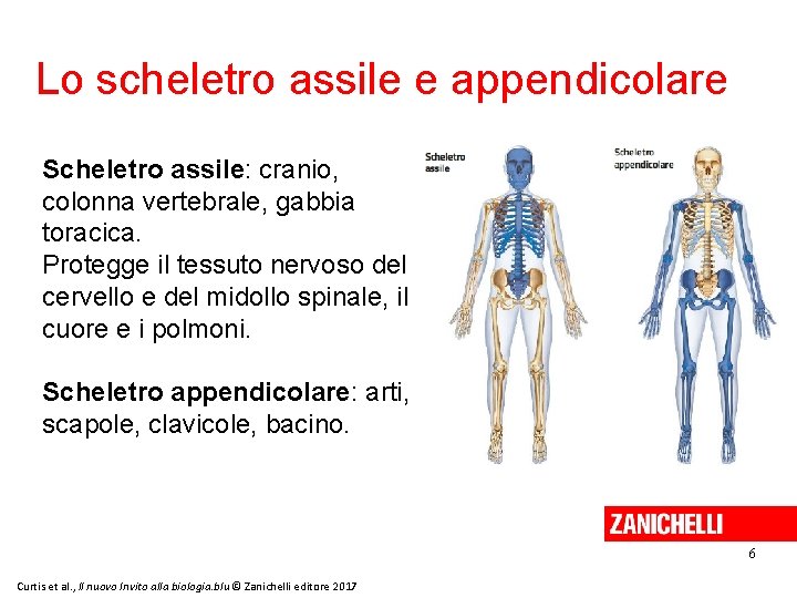 H Curtis N S Barnes A Schnek A