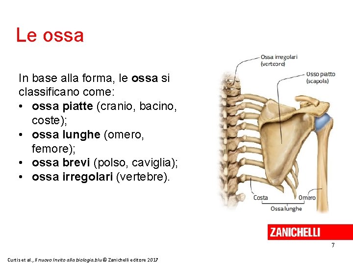 H Curtis N S Barnes A Schnek A