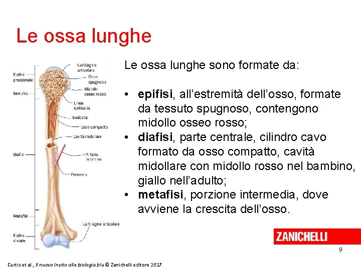 H Curtis N S Barnes A Schnek A