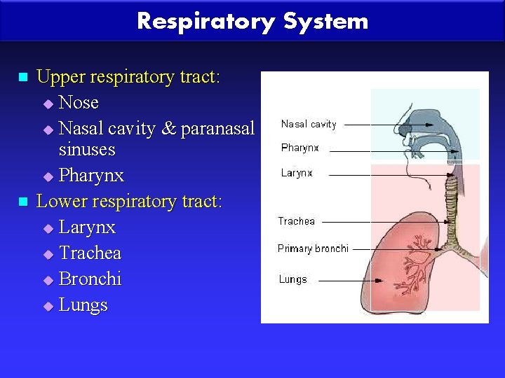 Development of Respiratory System Dr Sanaa Alshaarawy Dr