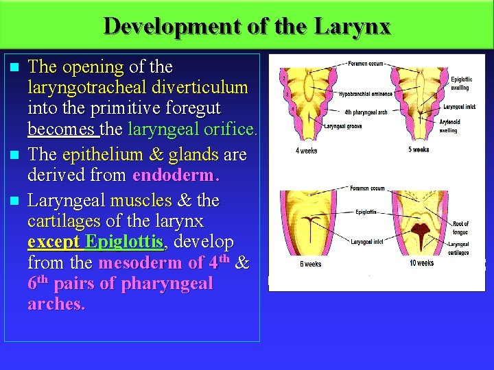 Development of Respiratory System Dr Sanaa Alshaarawy Dr