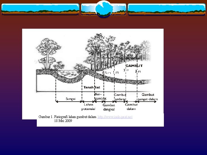 PEMANFAATAN LAHAN GAMBUT UNTUK PERTANIAN oleh NOVRIANI Terbentuknya