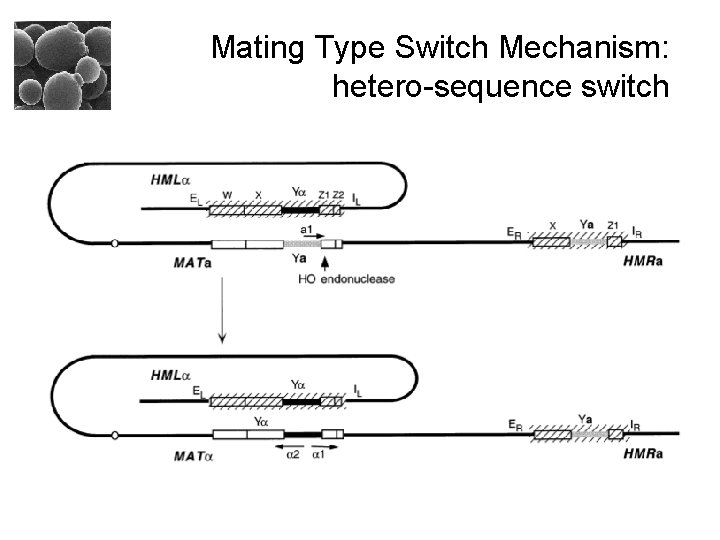 Molecular Cell Biology of the Yeast Saccharomyces cerevisiae