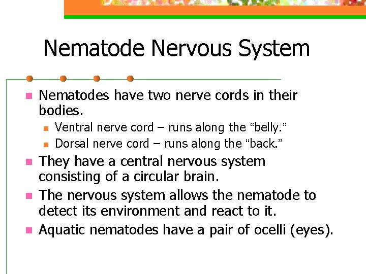 Phylum Nematoda AKA Roundworms Nematodes n Advancements over