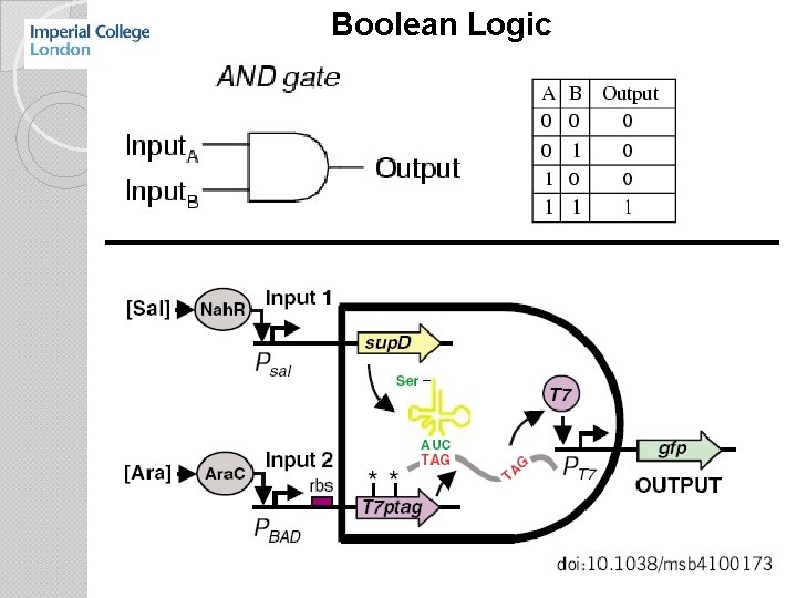 Key Concepts of Synthetic Biology The Central Dogma
