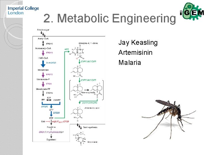 Key Concepts of Synthetic Biology The Central Dogma