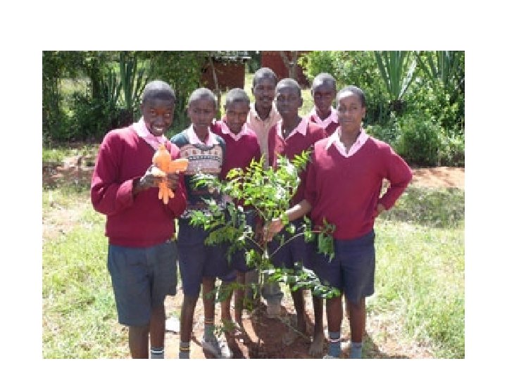 Importance of Tree Planting in Africa The Role