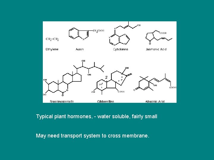 Plant interaction with environment How does a plant