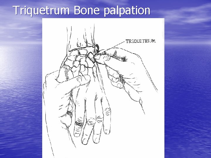 OBJECTIVES Review the clinical anatomy and physical exam