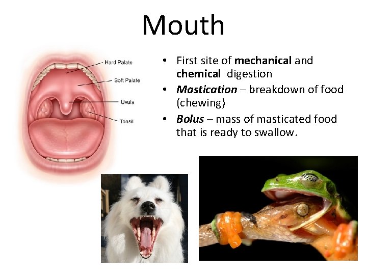 6 1 Human Digestion Nutrition Process by which