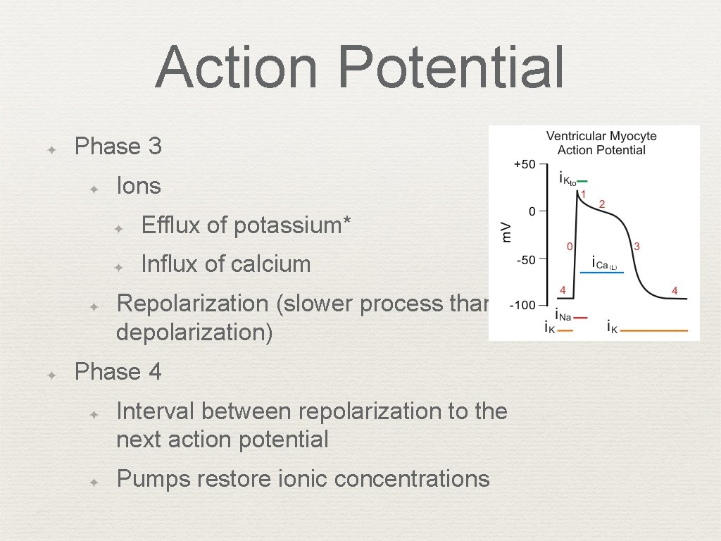 Electrical Activity of the Heart Introduction Where does