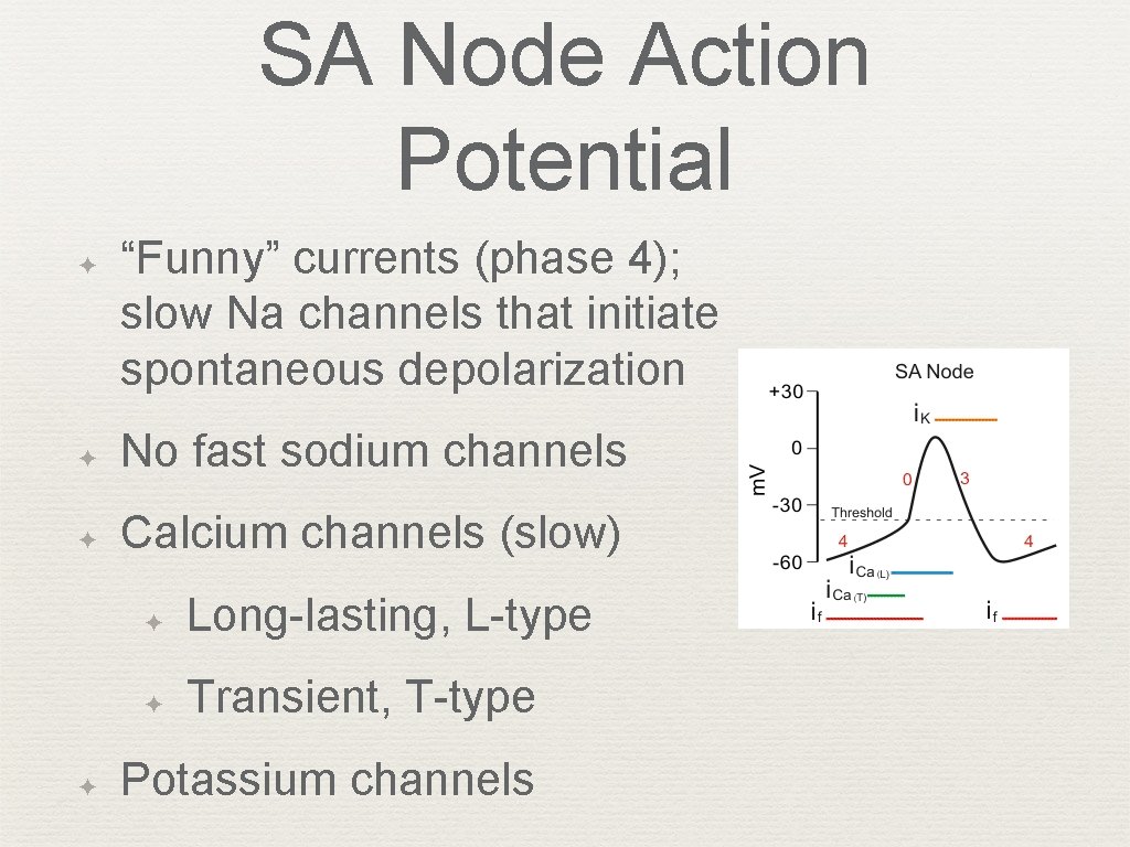 Electrical Activity of the Heart Introduction Where does
