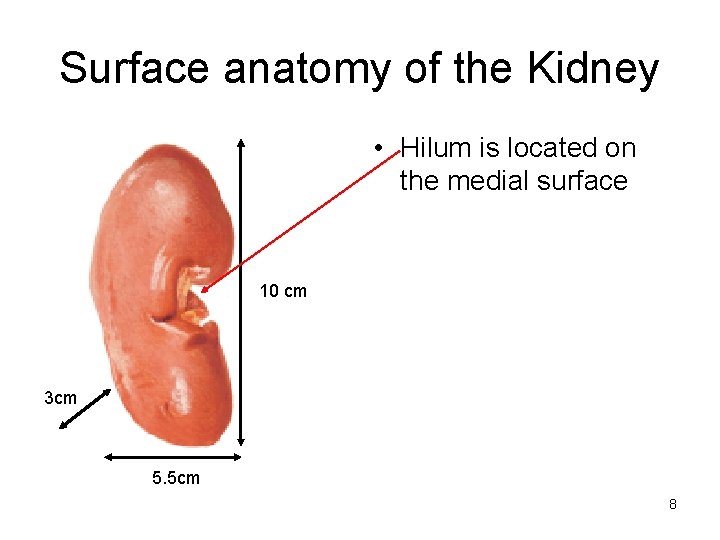 Urinary System Anatomy and Physiology Zoe Mc Carthy