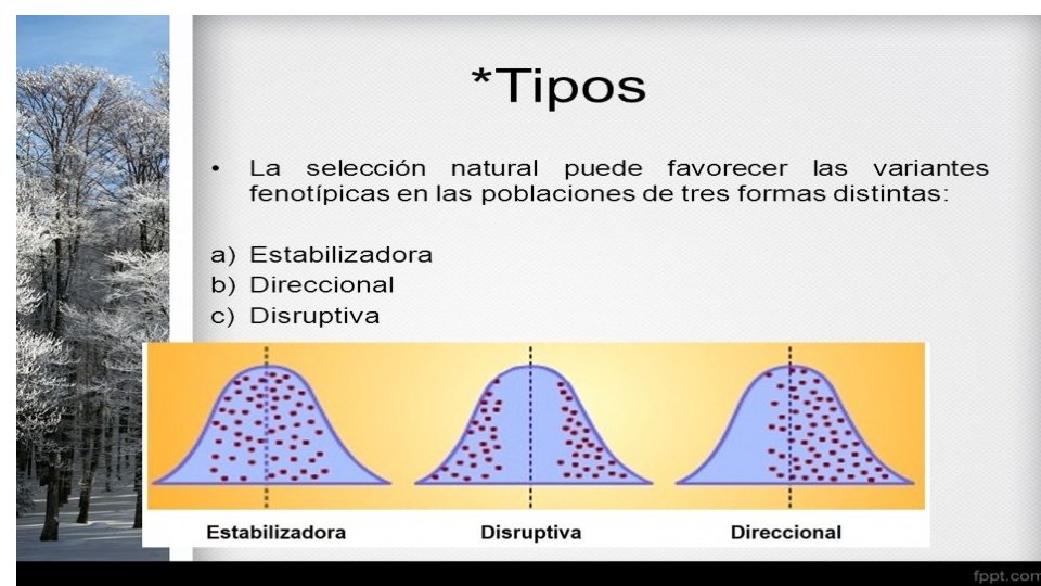 Evolucin Cambio filtico y divergencia Y Mecanismos de