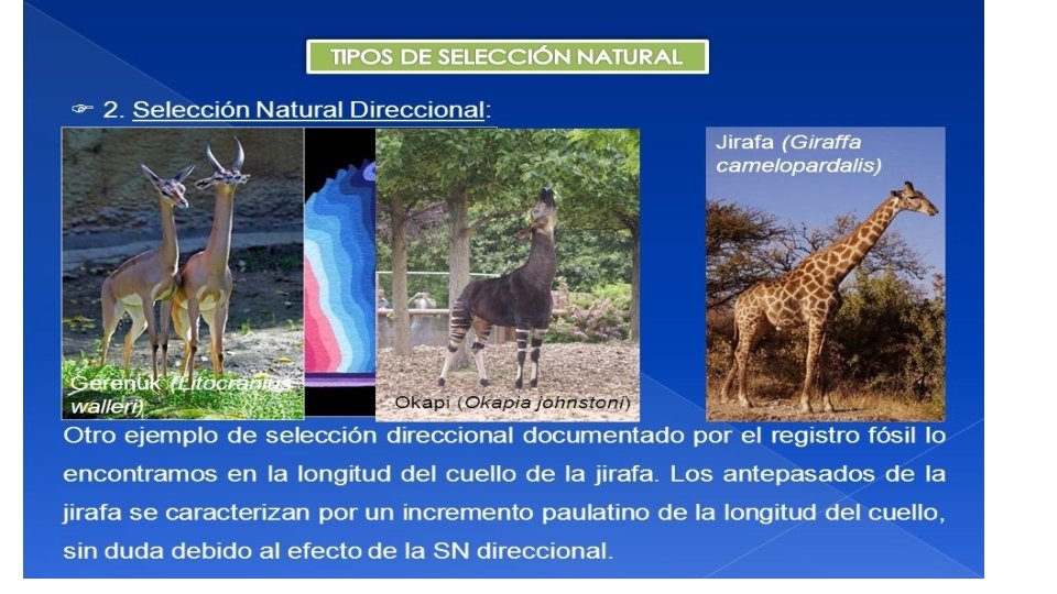 Evolucin Cambio filtico y divergencia Y Mecanismos de