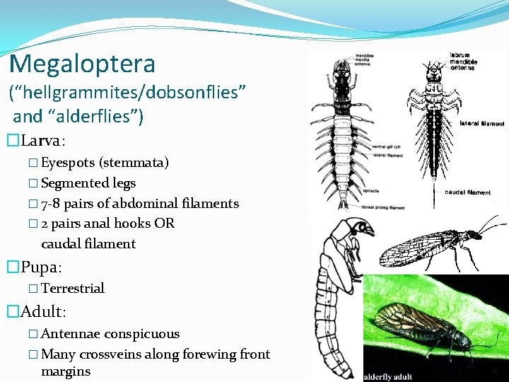Orders of Aquatic Insects Classification Known Living Species