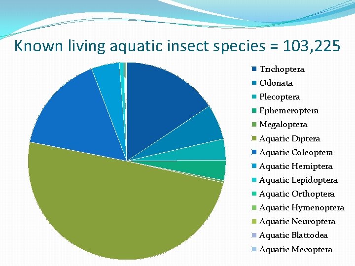 Orders of Aquatic Insects Classification Known Living Species