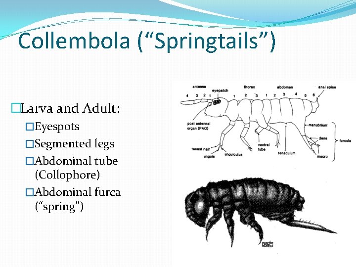 Orders of Aquatic Insects Classification Known Living Species