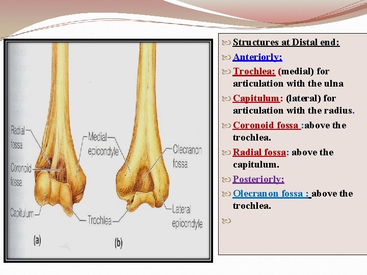 BONES OF THE UPPER LIMB Dr Jamila ElMedany