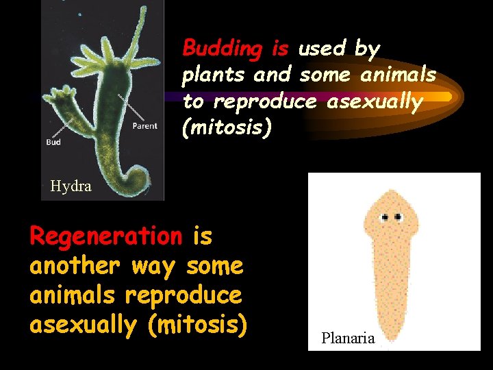 Biology Meiosis Remember from Chapter 1 CHARACTERISTICS OF