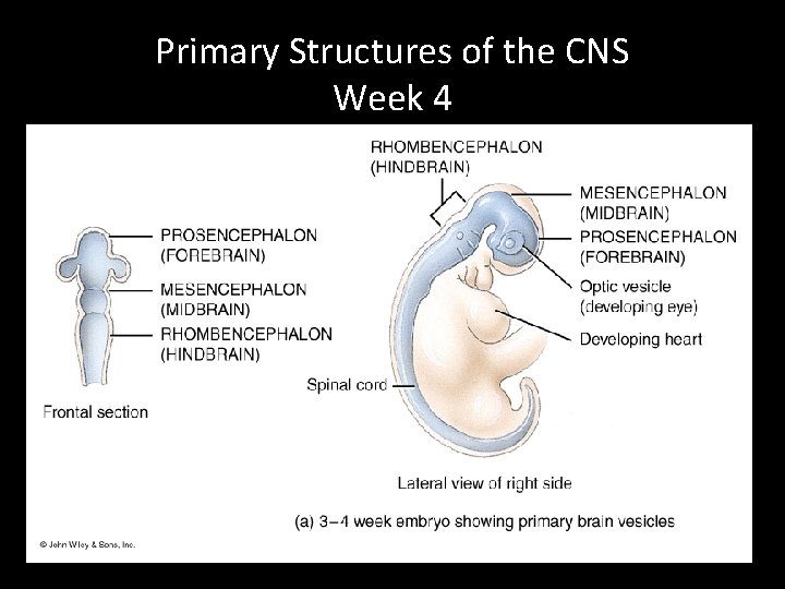 Unit 4 Nervous System Lab 2 Human Brain