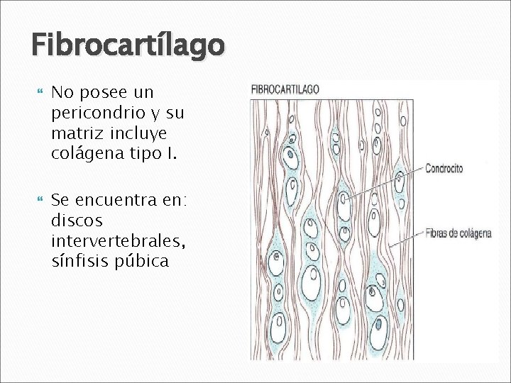 Tejido cartilaginoso Dra Damaris Argueta Patloga general Objetivos