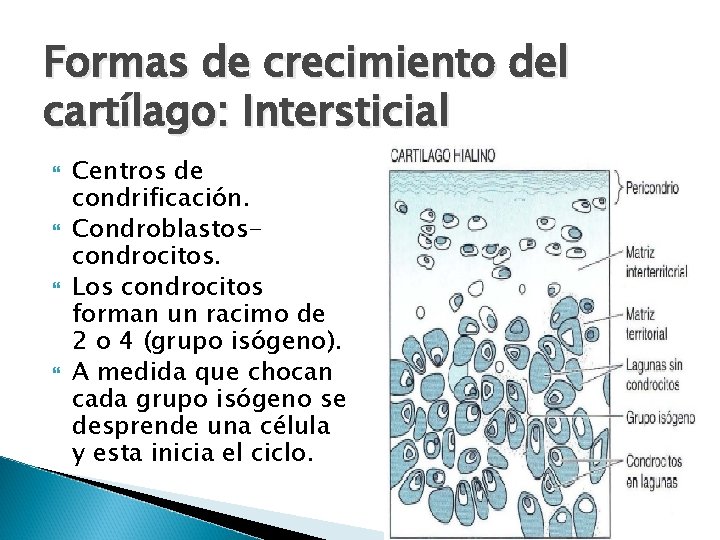 Tejido cartilaginoso Dra Damaris Argueta Patloga general Objetivos