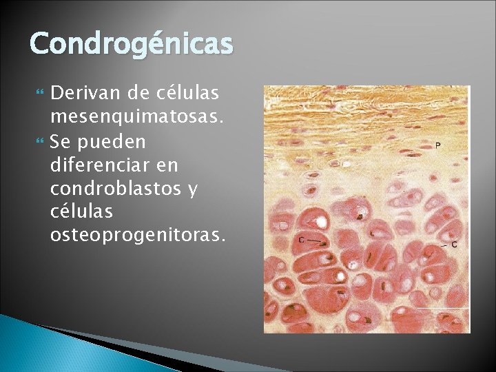 Tejido cartilaginoso Dra Damaris Argueta Patloga general Objetivos