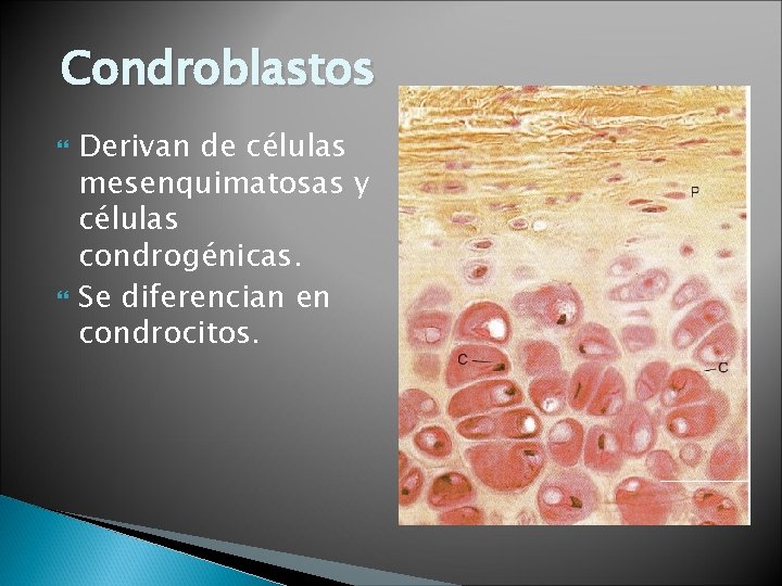 Tejido cartilaginoso Dra Damaris Argueta Patloga general Objetivos