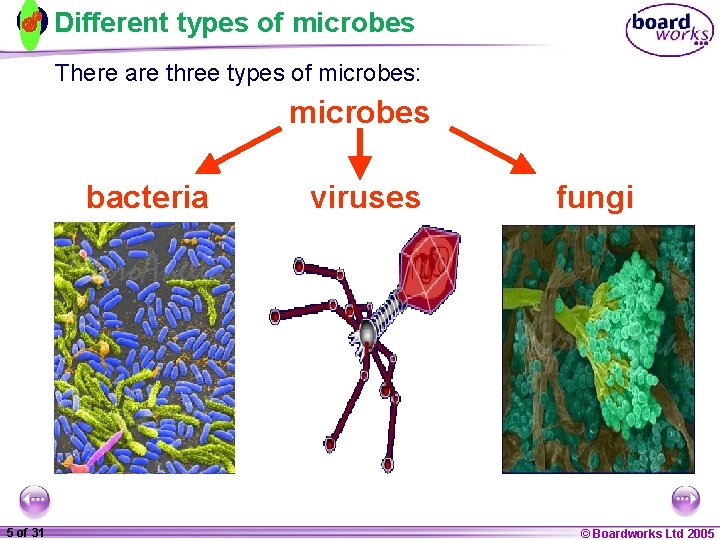 Microbes and Disease 1 of 31 20 Boardworks