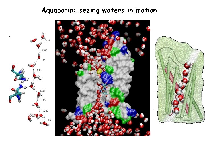 Functions of Aquaporins in mammals Nephron Kidney Cortex