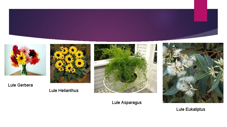 Profili Hortikultur Klasa BXII4 Lnda Dekorimi i ambienteve