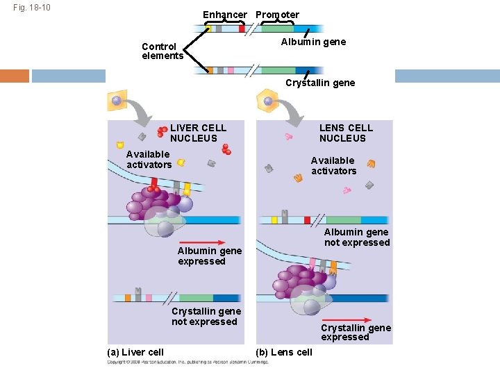 GENE REGULATION RESULTS IN DIFFERENTIAL GENE EXPRESSION LEADING