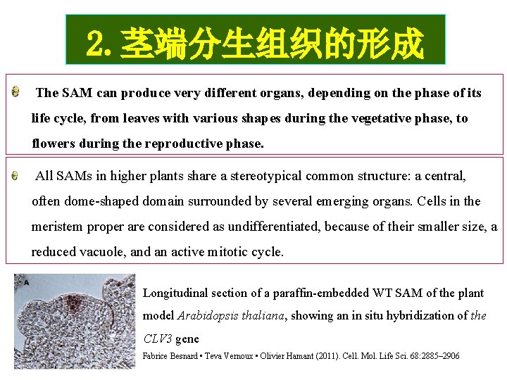 shoot apical meristemSAM 2 The SAM can produce