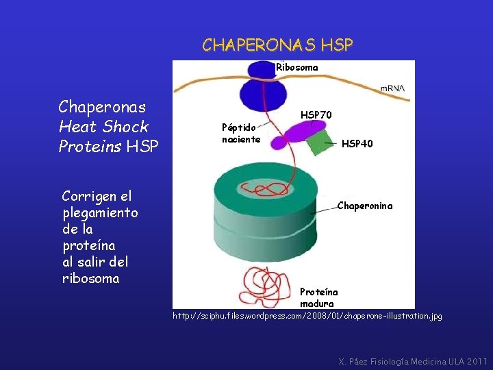 ACTUALIZACIN SOBRE NEURODEGENERACIN Laboratorio de Fisiologa de la