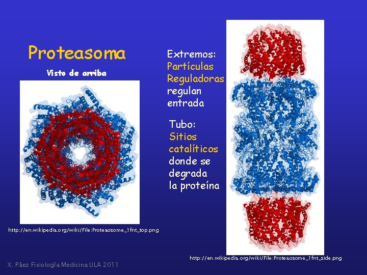 ACTUALIZACIN SOBRE NEURODEGENERACIN Laboratorio de Fisiologa de la