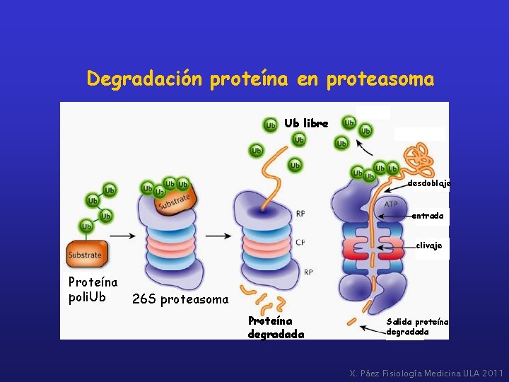 ACTUALIZACIN SOBRE NEURODEGENERACIN Laboratorio de Fisiologa de la