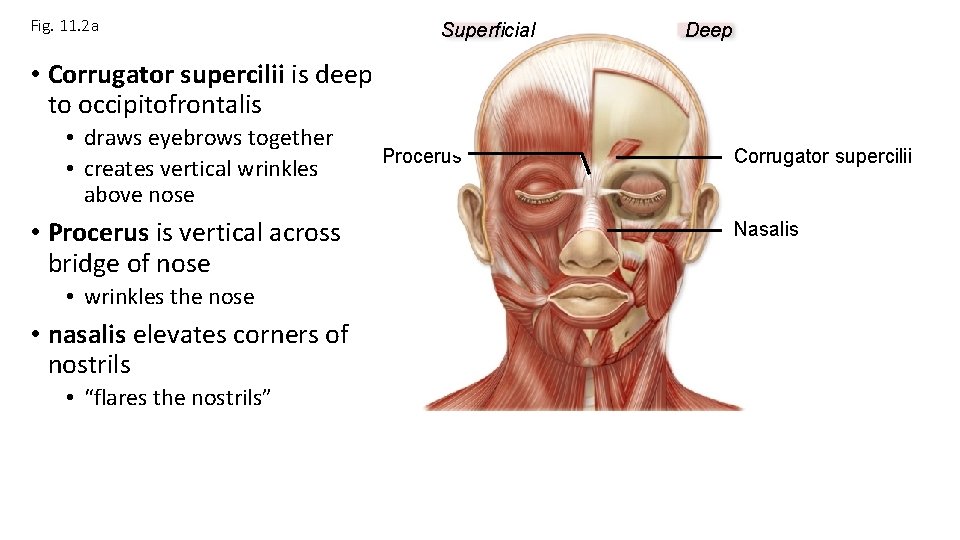 Chapter 11 Part 1 Muscles of the Face