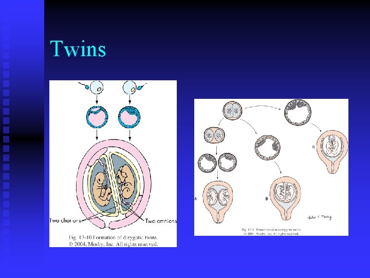 Fetal Development and Genetics Alicia Stone Ph D