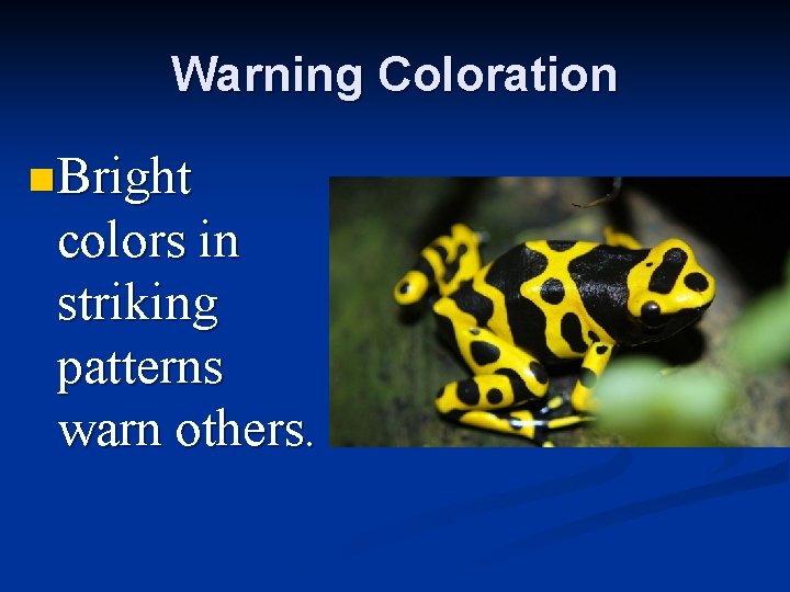 Color Strategies used in Nature Camouflage Concealing Camouflage