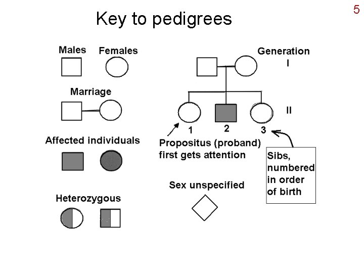 Variation probability and pedigree Gamete production is source