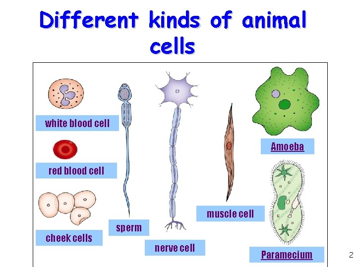 The Cell is the Basic Unit of Life