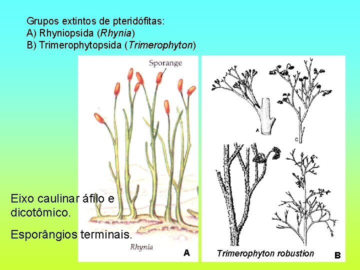 TRACHEOPHYTA traquefitas ou plantas vasculares TRACHEOPHYTA traquefitas ou