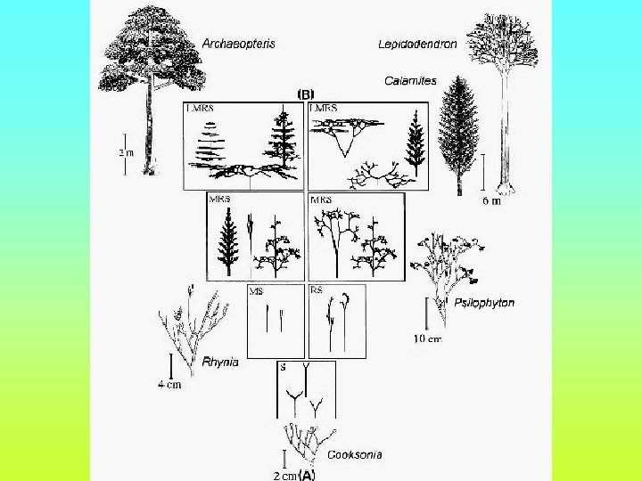TRACHEOPHYTA traquefitas ou plantas vasculares TRACHEOPHYTA traquefitas ou